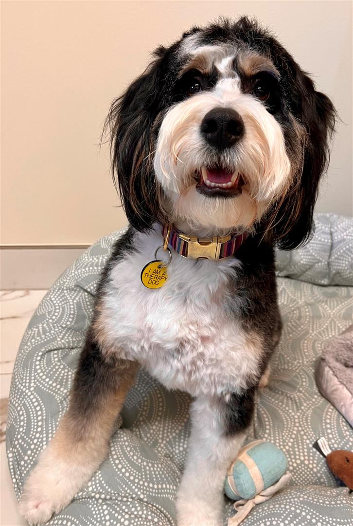 Therapy Dogs - Bird Library - April 18th - Students